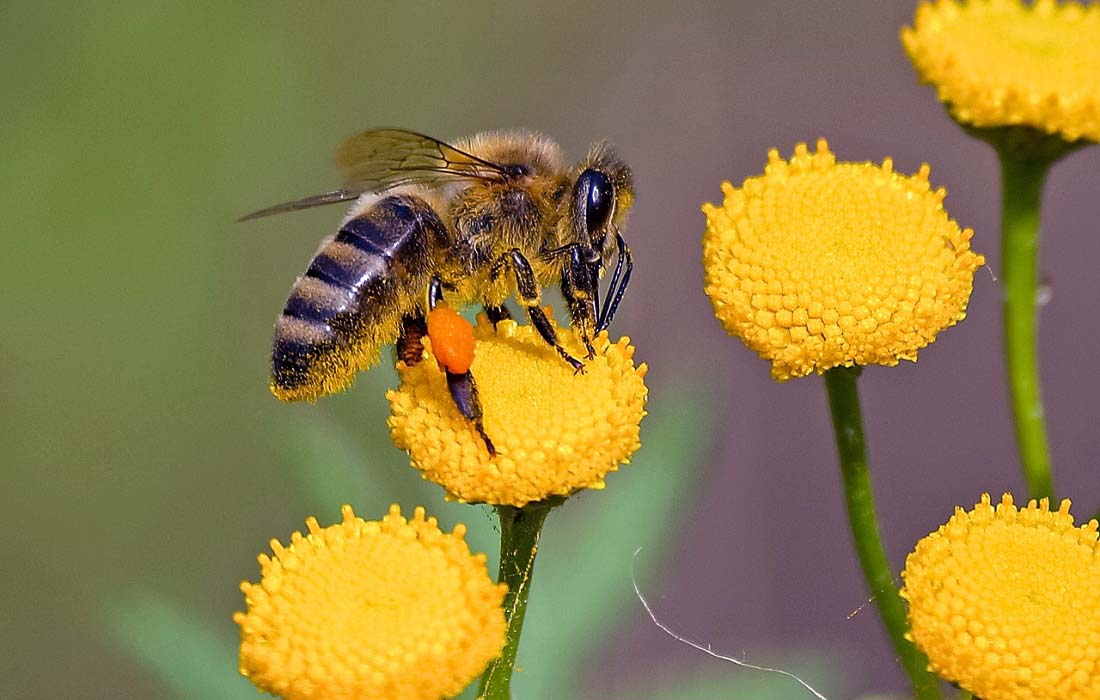13 Simple Steps to Save the Bees | EarthShare